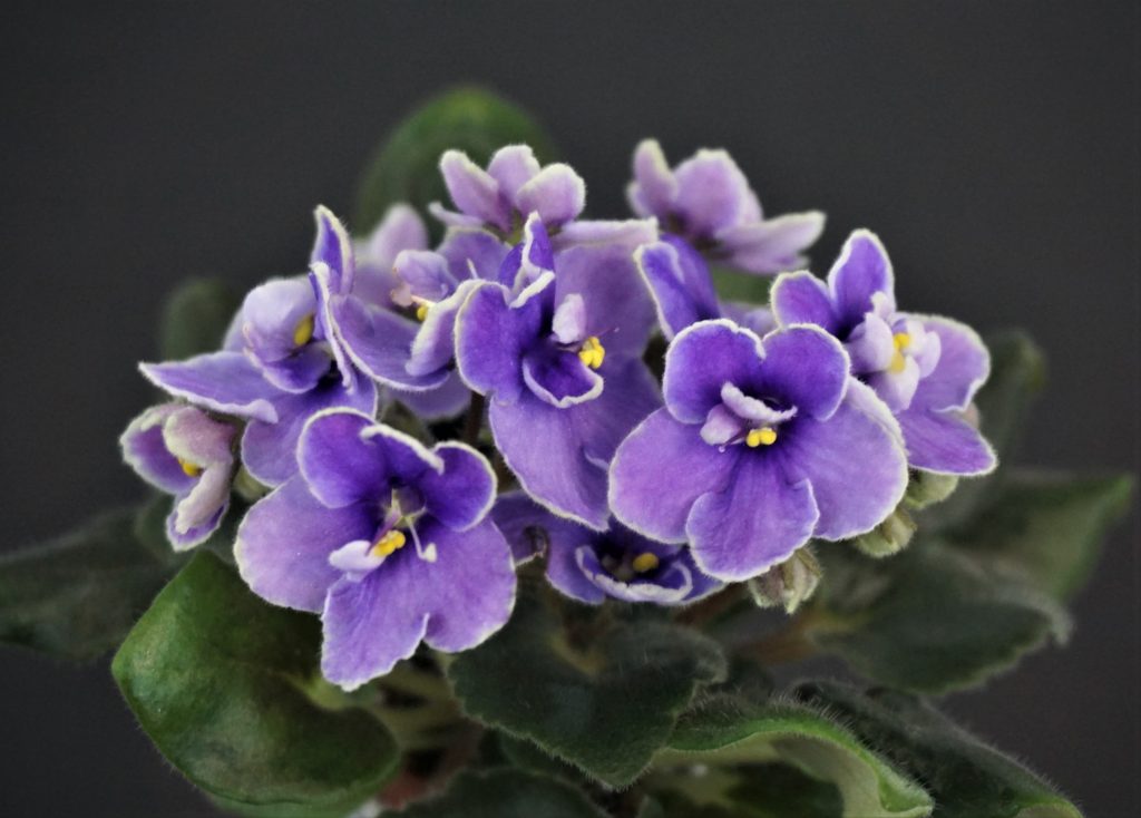 Mini Minx (L.Egenites) - VIOLETVIOL PLANTS COLLECTION