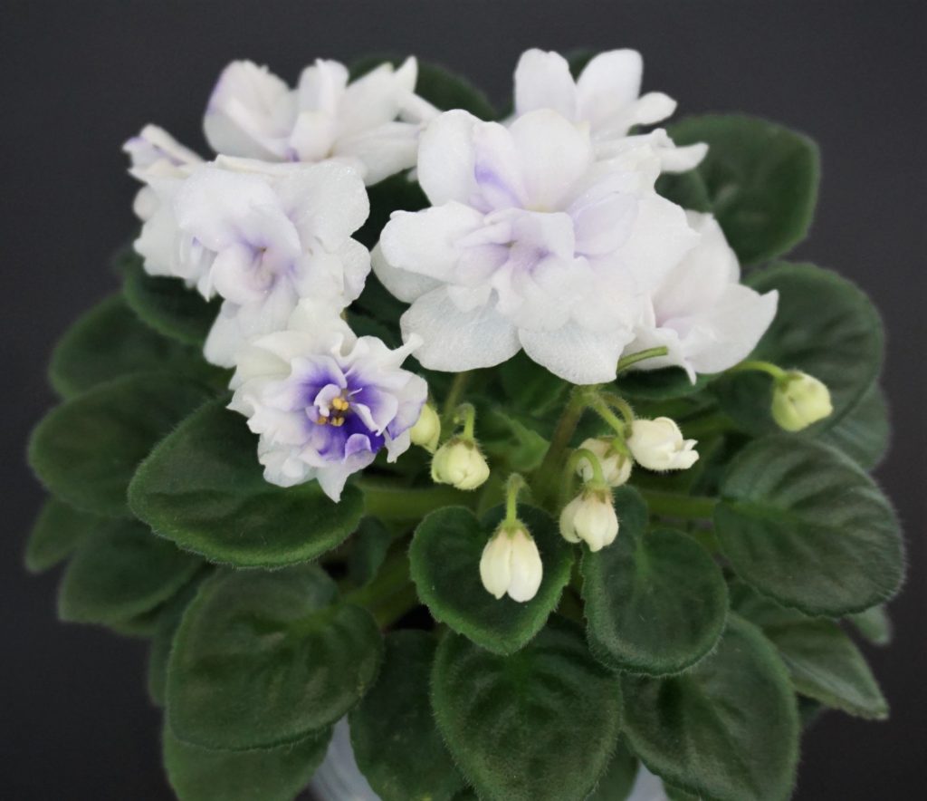 РС-Ореанда (С.Репкина) спорт - VIOLETVIOL PLANTS COLLECTION