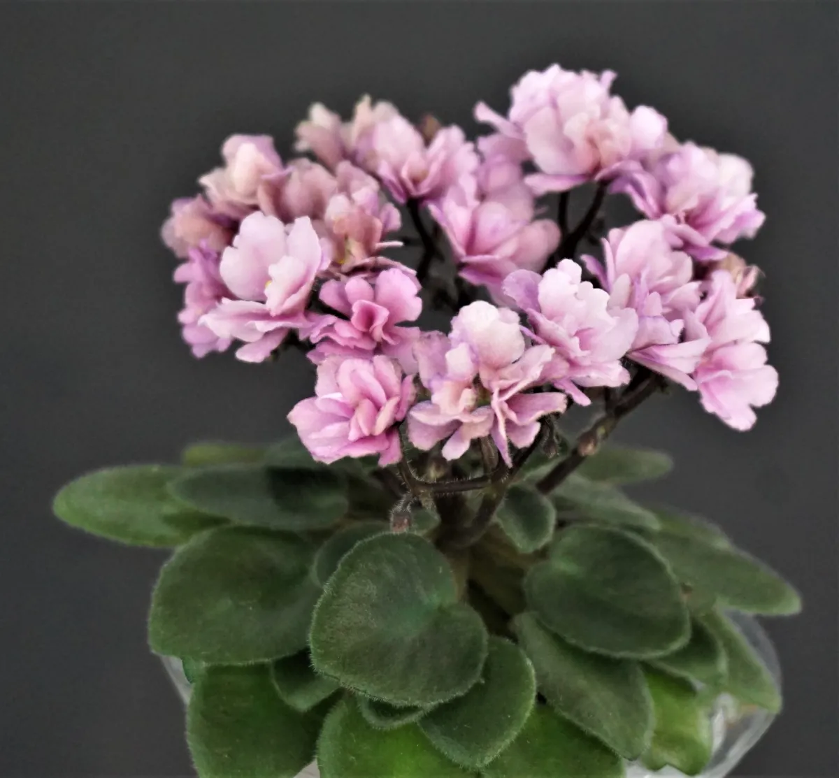 Sassy Sister Mini (D. Ozhereliev/Tsentr Mini) - VioletViol - Home ...