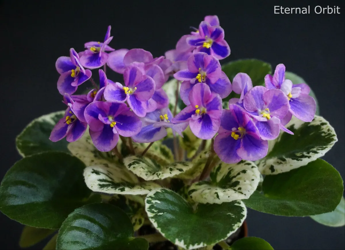 Eternal Orbit (LLG) - VioletViol - Home Garden: 1850+ African Violets ...