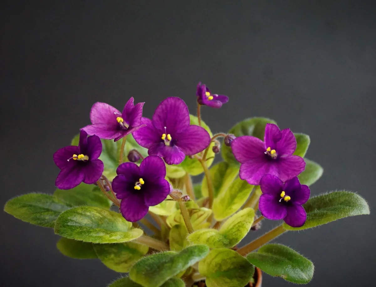 Sensational Sandra (L.Ray) - VioletViol - Home Garden: 1850+ African ...