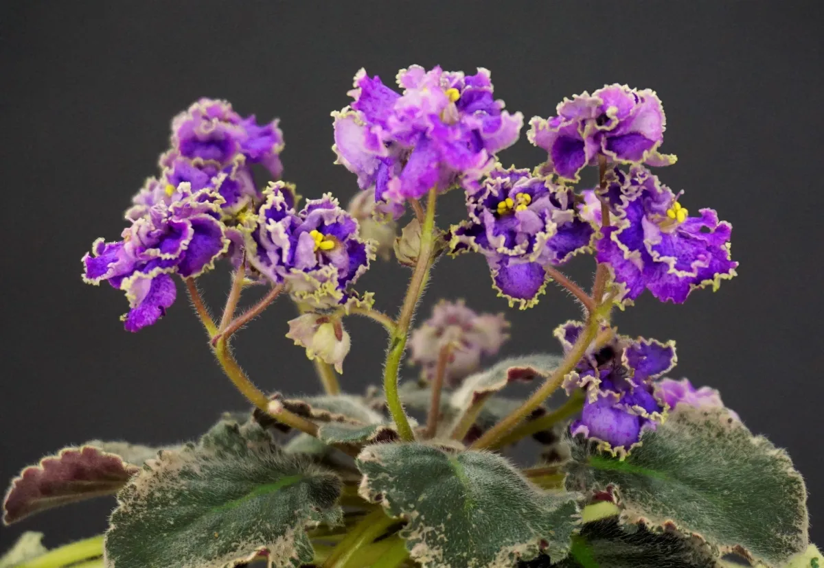 Н-Рублевка (Н.Бердникова) - VioletViol - Home Garden: 1850+ African ...