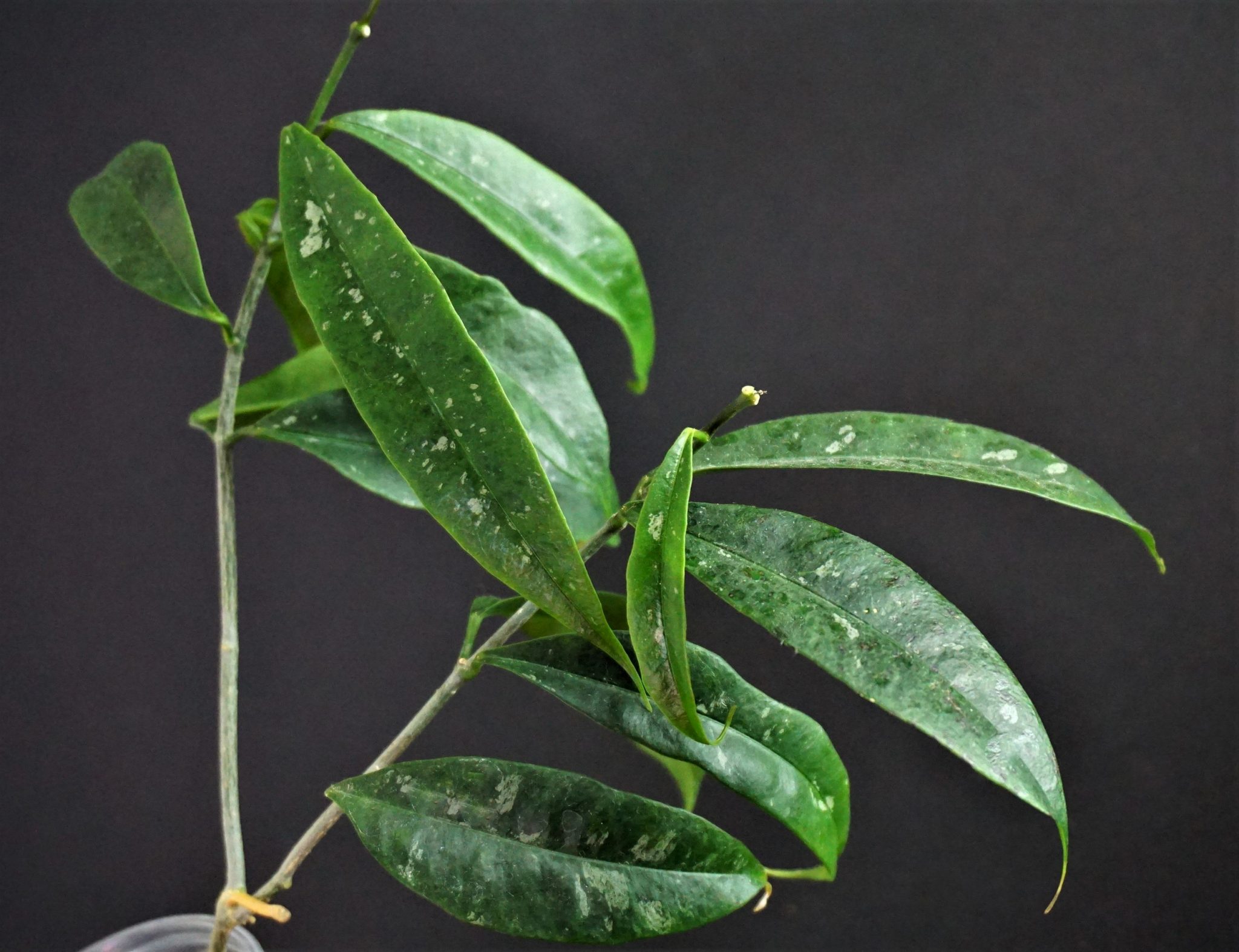 Hoya mappigera (peninsular Malaysia) 'Pink corona' - VIOLETVIOL PLANTS ...