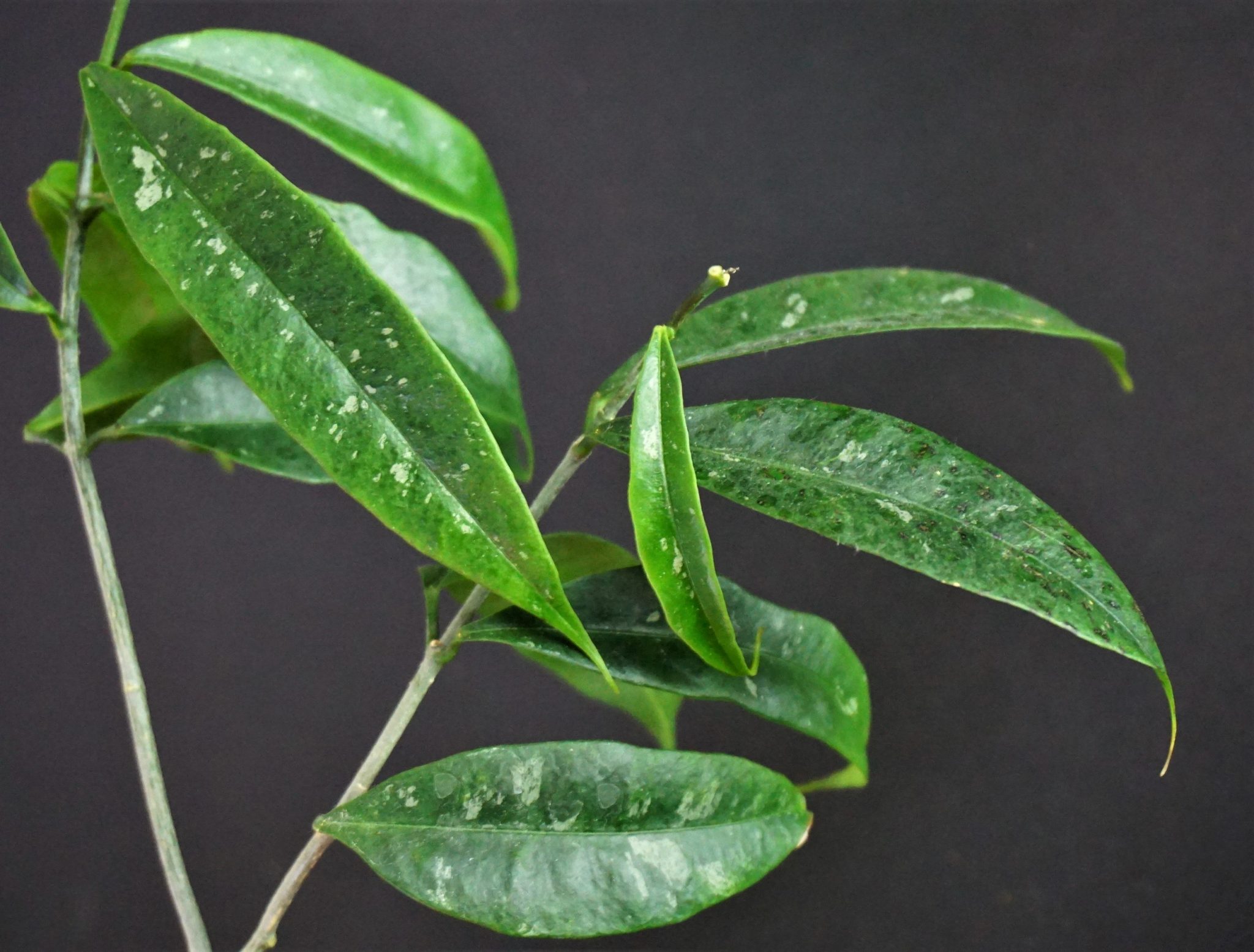 Hoya mappigera (peninsular Malaysia) 'Pink corona' - VIOLETVIOL PLANTS ...