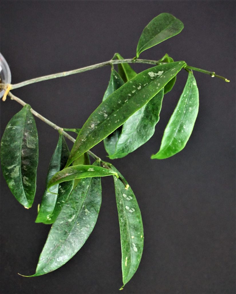 Hoya mappigera (peninsular Malaysia) 'Pink corona' - VIOLETVIOL PLANTS ...