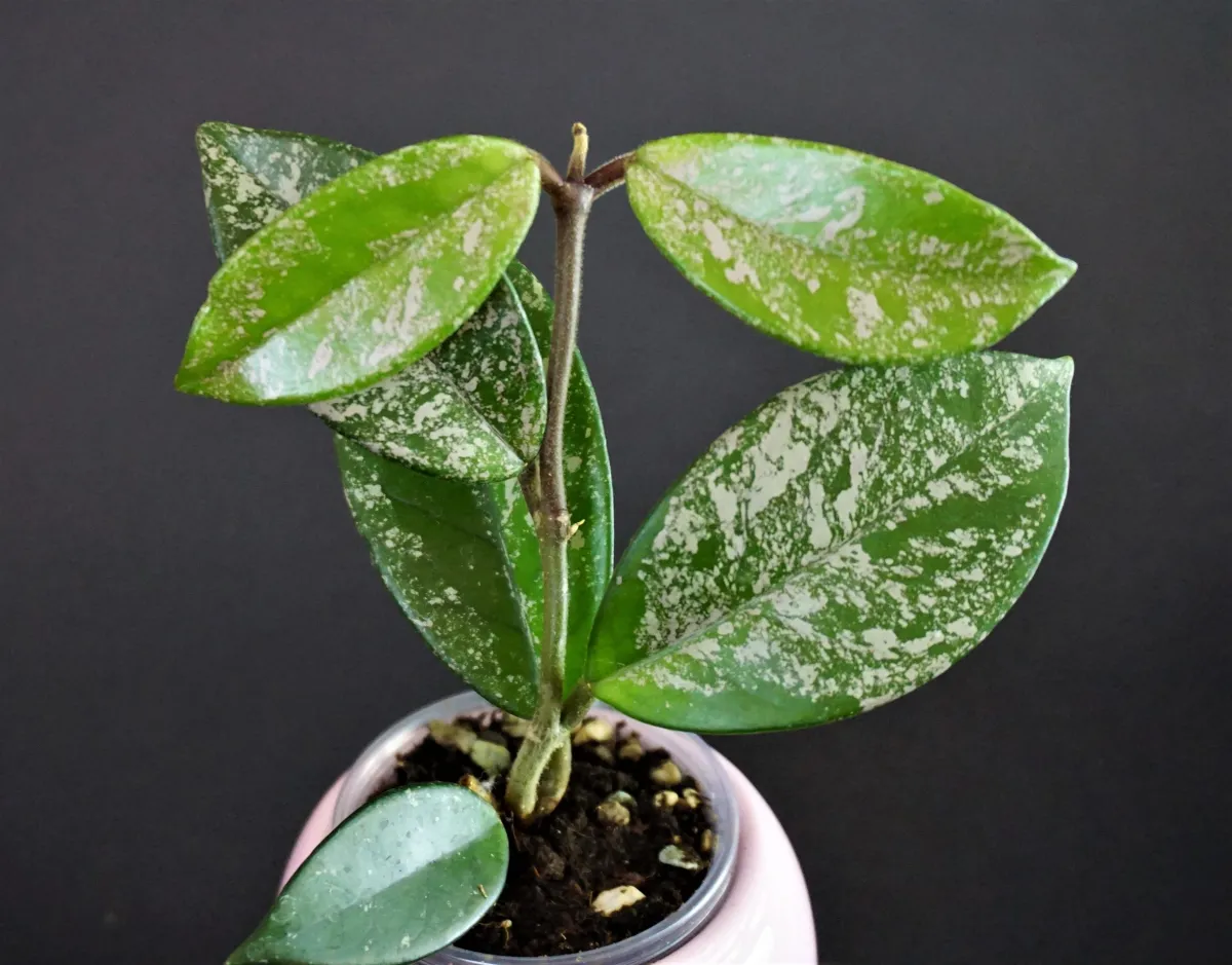 Hoya carnosa "Stardust" - VioletViol - Home Garden: 1850+ African ...