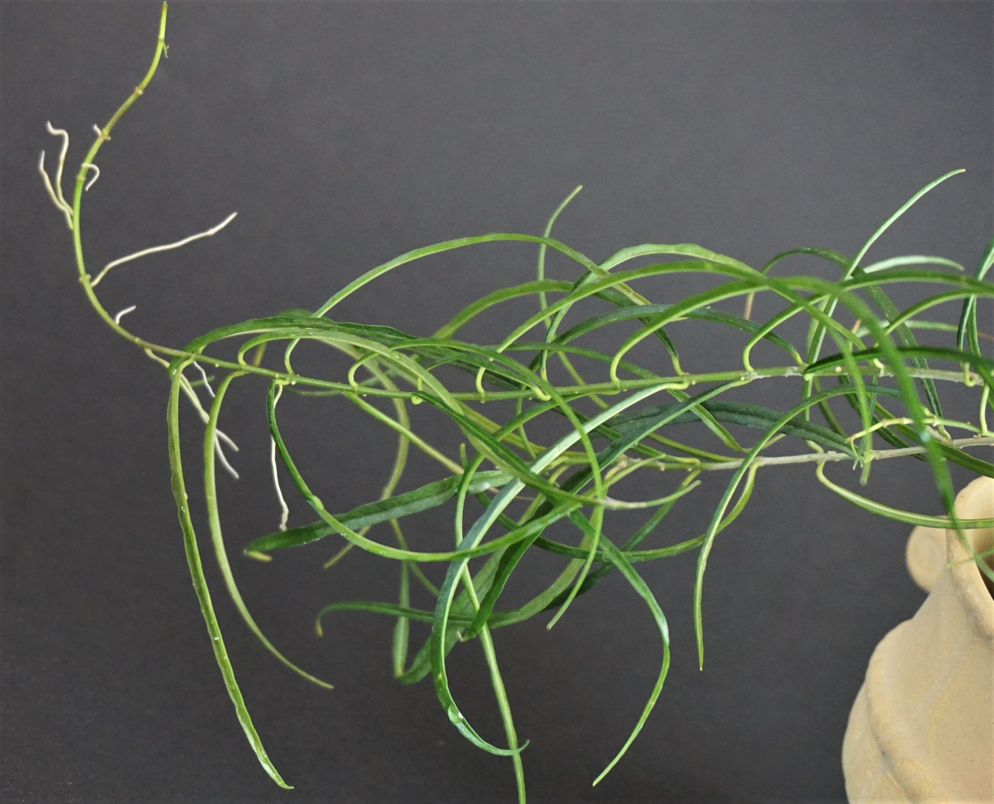 Hoya stenophylla NS 11-189 - VIOLETVIOL PLANTS COLLECTION