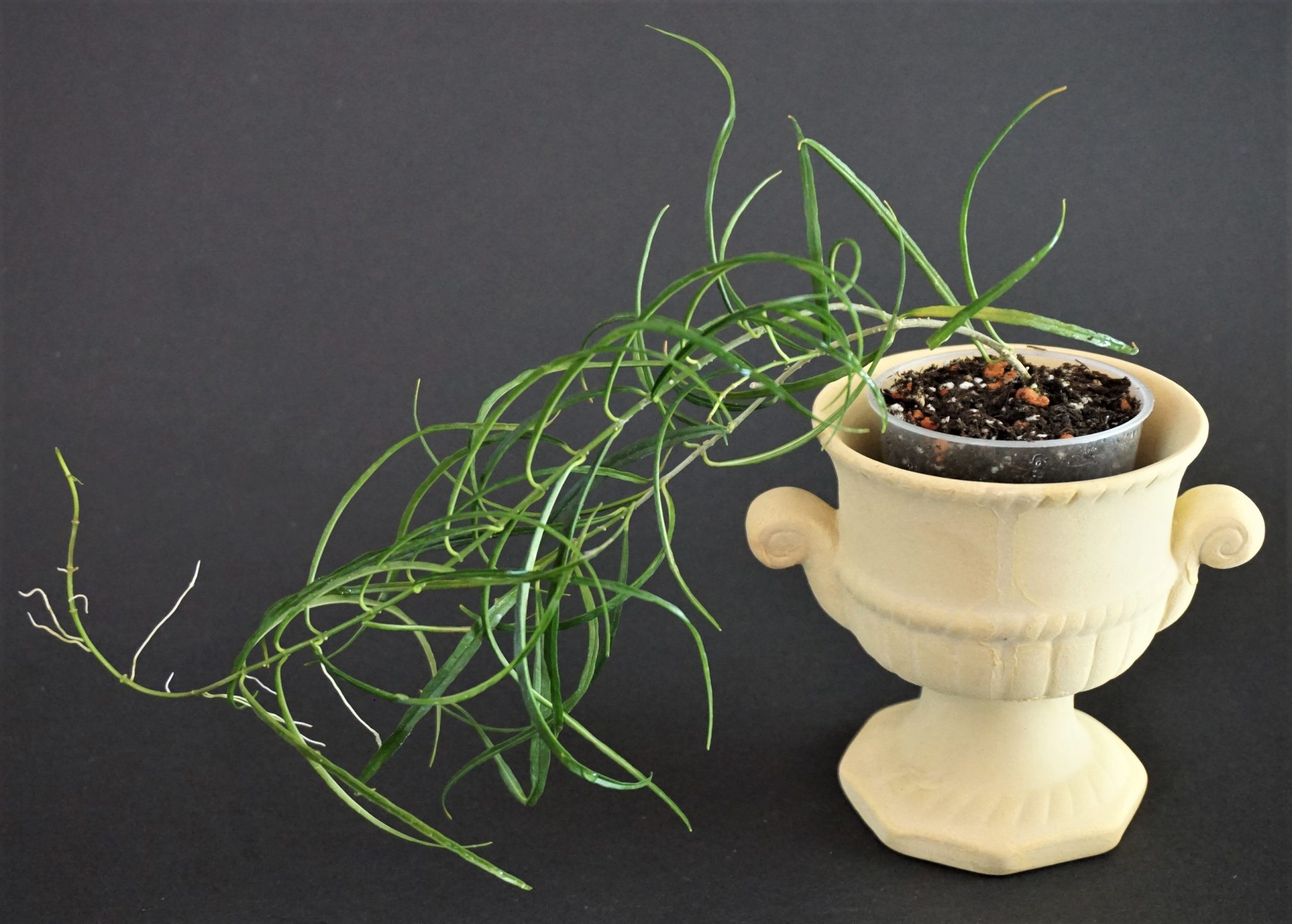 Hoya stenophylla NS 11-189 - VIOLETVIOL PLANTS COLLECTION