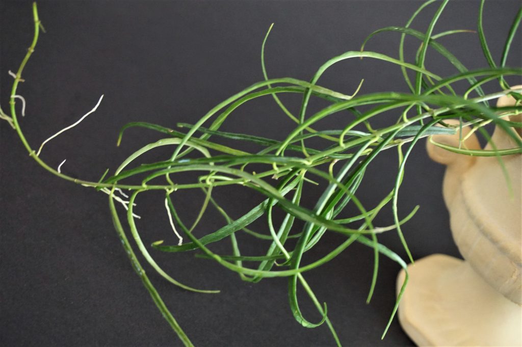 Hoya stenophylla NS 11-189 - VIOLETVIOL PLANTS COLLECTION