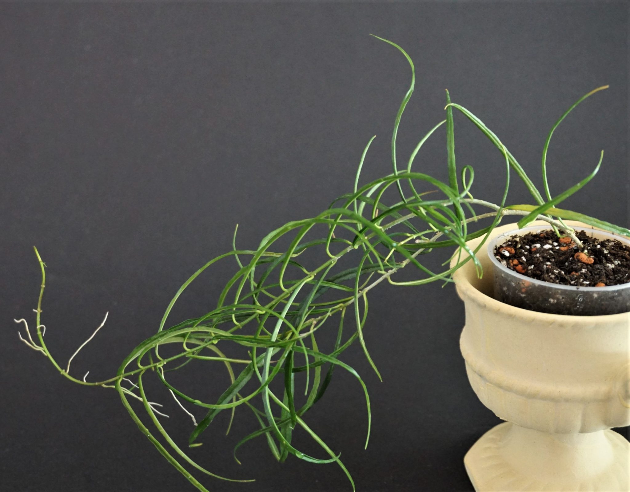 Hoya stenophylla NS 11-189 - VIOLETVIOL PLANTS COLLECTION