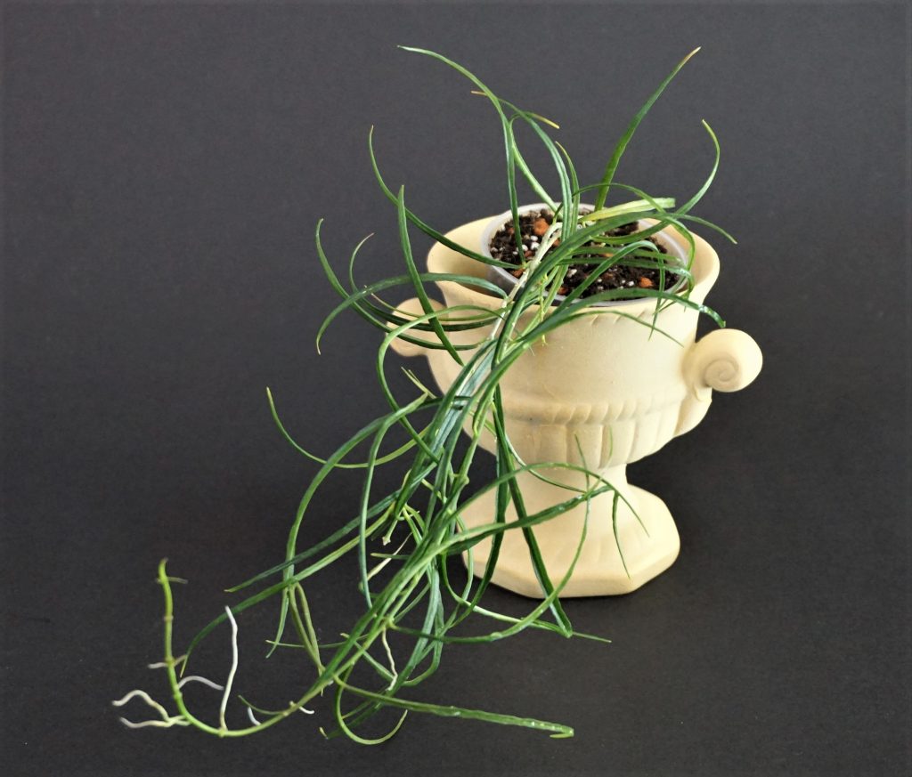 Hoya stenophylla NS 11-189 - VIOLETVIOL PLANTS COLLECTION