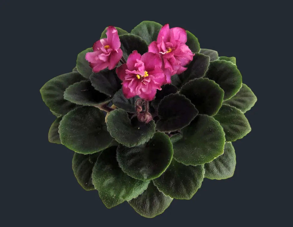 Zaca's Christa Danielle (A.Stephens) - VioletViol - Home Garden: 1850 ...