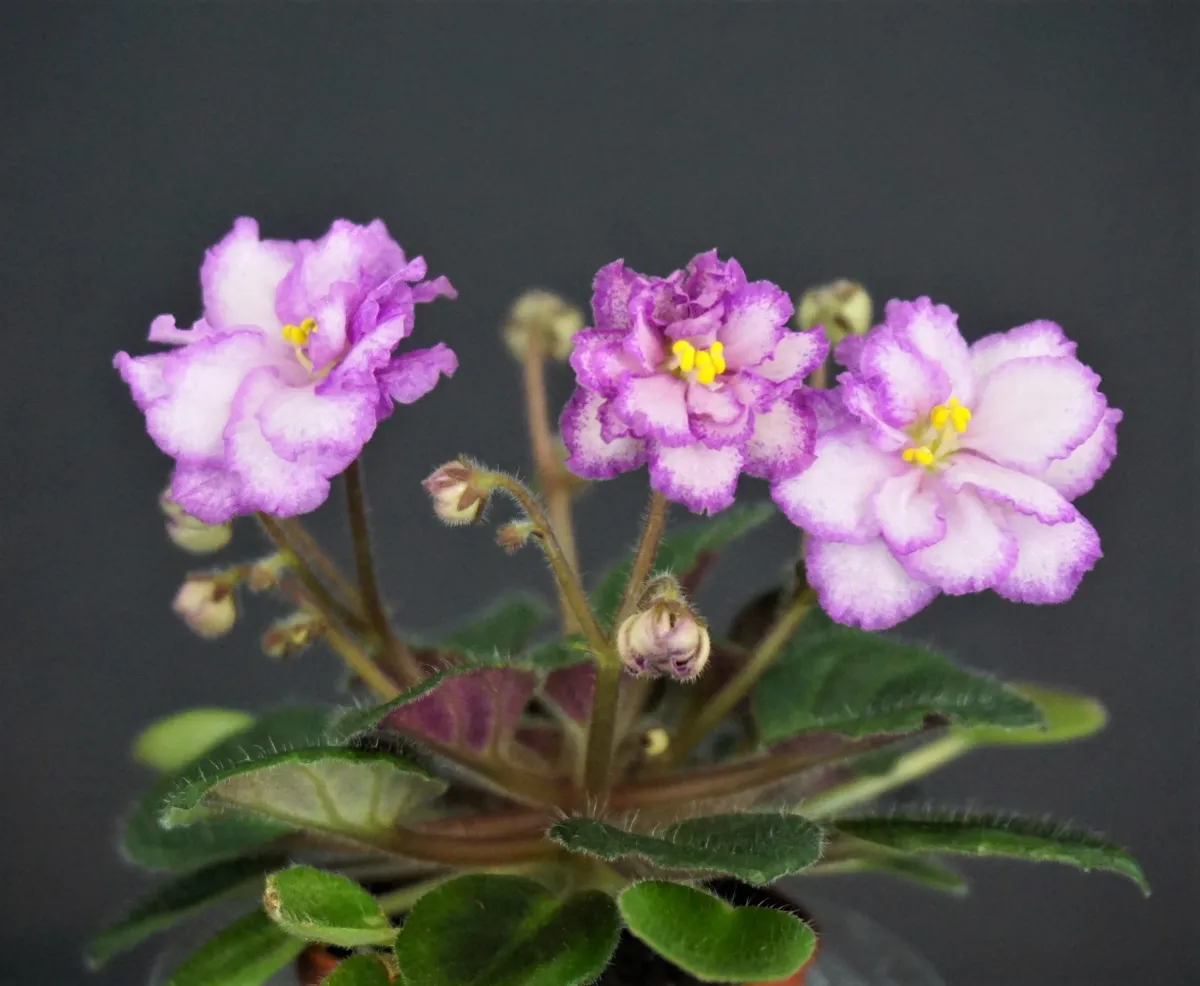 Morgan's Val Flora (C.Eros) - VioletViol - Home Garden: 1850+ African ...