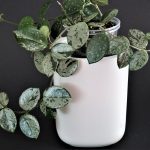 Hoya Mathilde Splash - VIOLETVIOL PLANTS COLLECTION