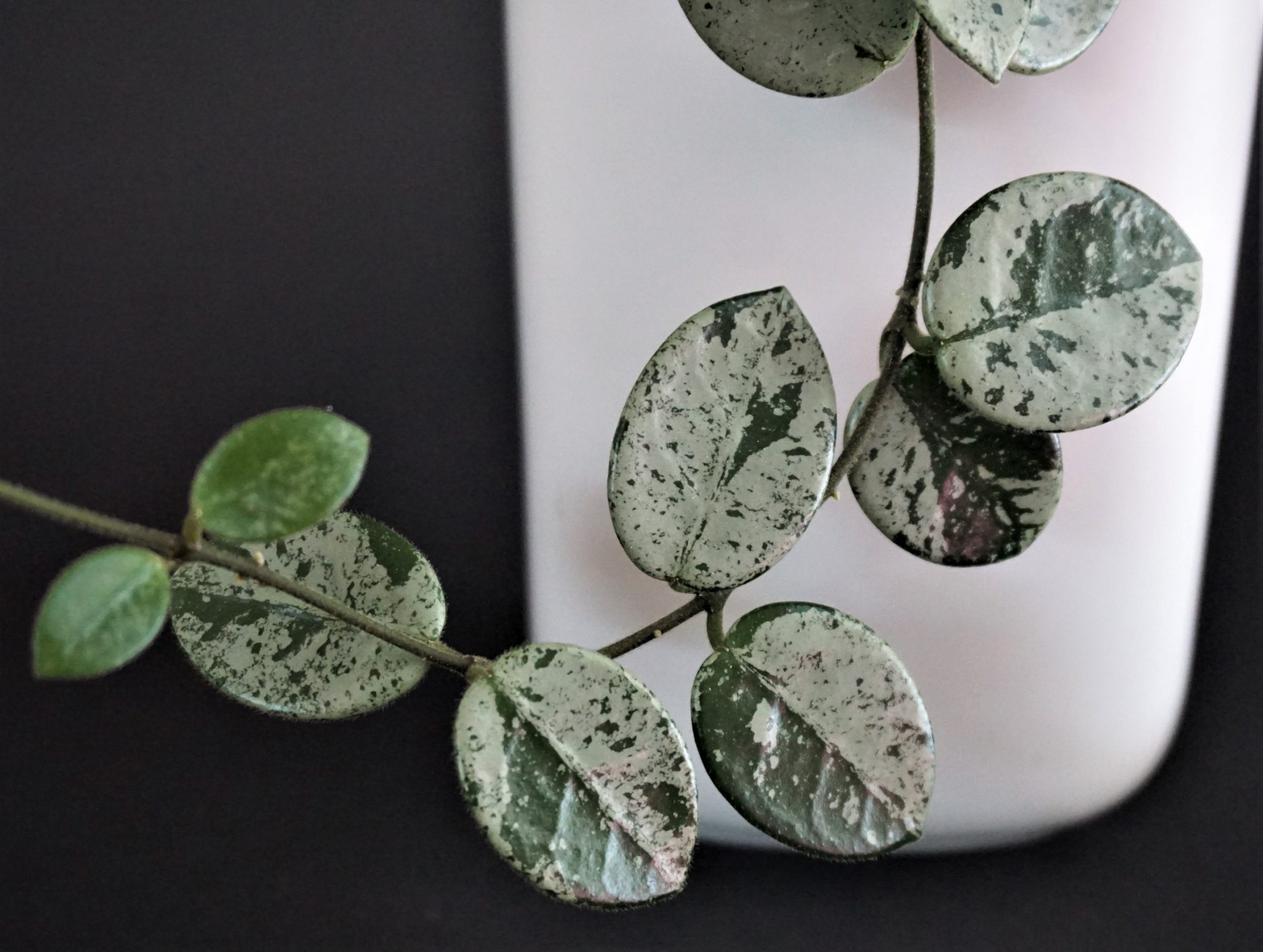 Hoya Mathilde Splash - VIOLETVIOL PLANTS COLLECTION