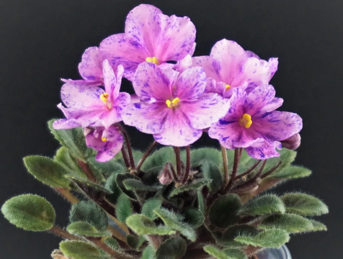 Rob's Calypso Beat (R. Robinson) - VioletViol - Home Garden: 1850 ...
