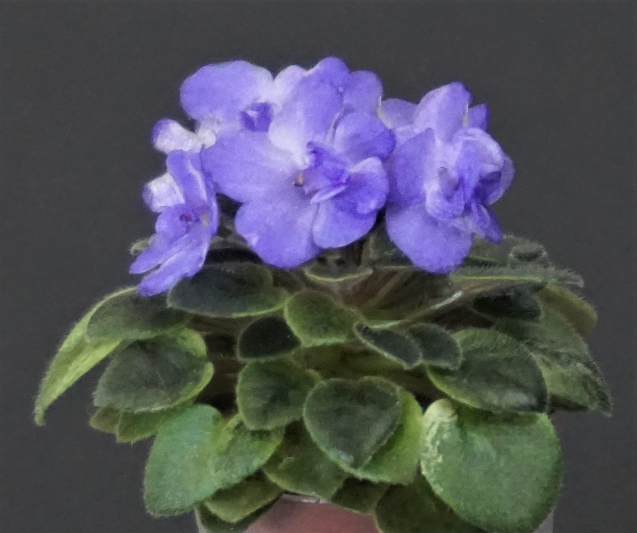 Rob's Wascally Wabbit (R. Robinson) - VIOLETVIOL PLANTS COLLECTION