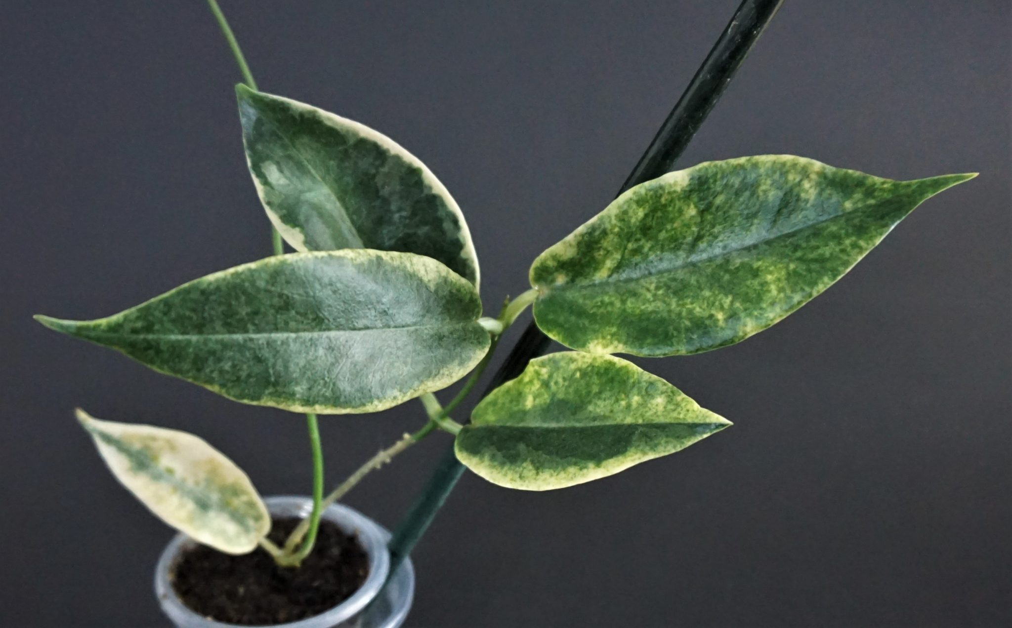 Hoya Archboldiana albomarginata - VIOLETVIOL PLANTS COLLECTION