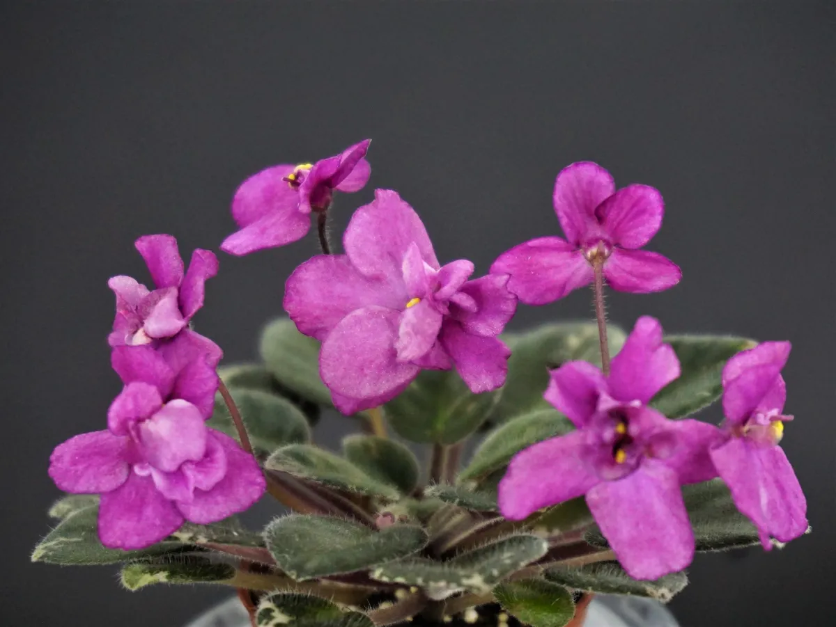 Dean's Ruby (K. Hobbs-Gregg) - VioletViol - Home Garden: 1850+ African ...