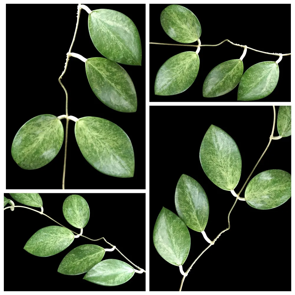 Hoya Rime Splash leaves - VioletViol - Home Garden: 1850+ African ...
