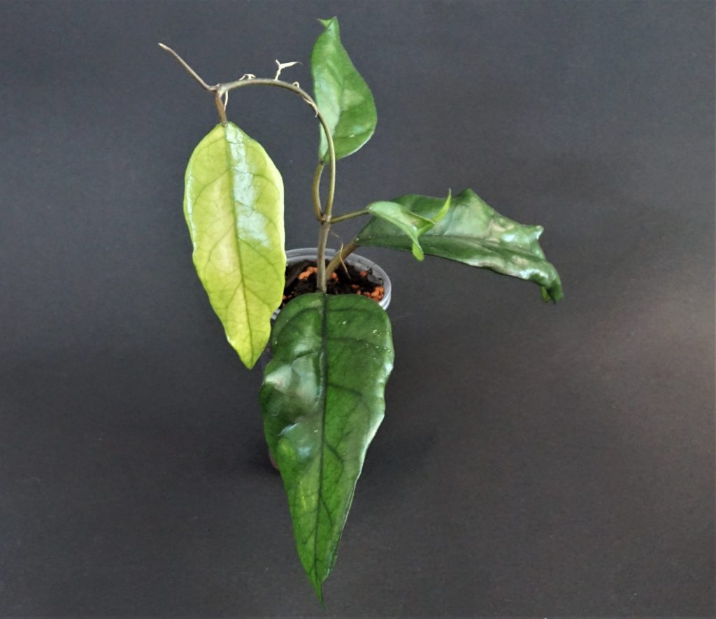 Hoya sp. Singapore - VIOLETVIOL PLANTS COLLECTION
