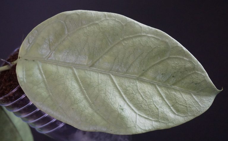 Hoya coriacea silver - VIOLETVIOL PLANTS COLLECTION