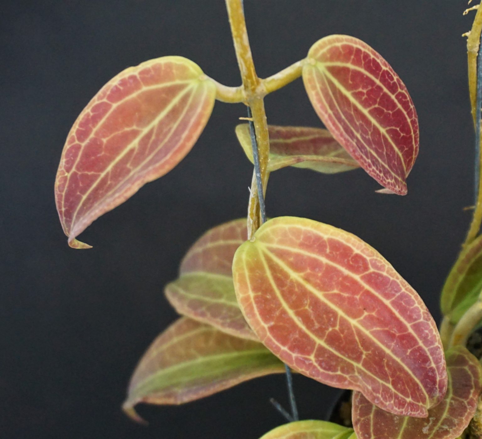 Hoya merrillii (long leaves) - VIOLETVIOL PLANTS COLLECTION