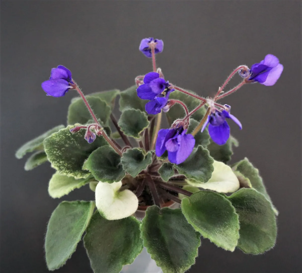Vi-Freedom (И.Виблая) - VioletViol - Home Garden: 1850+ African Violets ...