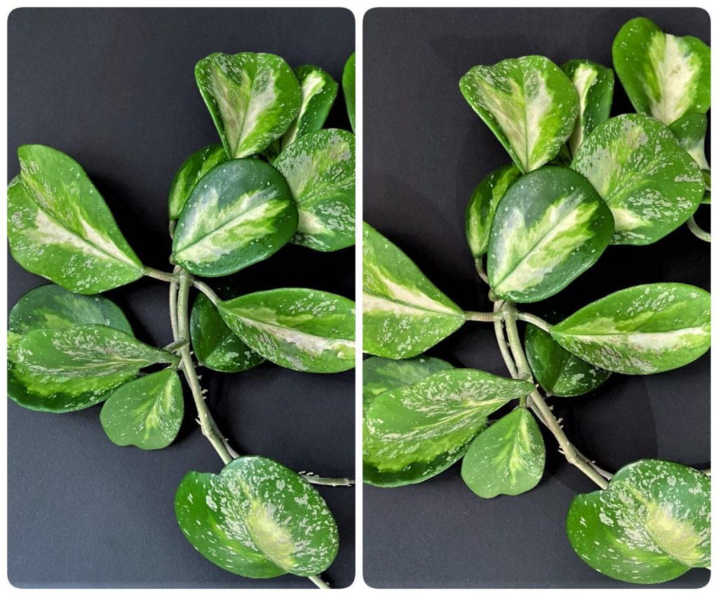 Hoya Obovata variegata splash - VIOLETVIOL PLANTS COLLECTION