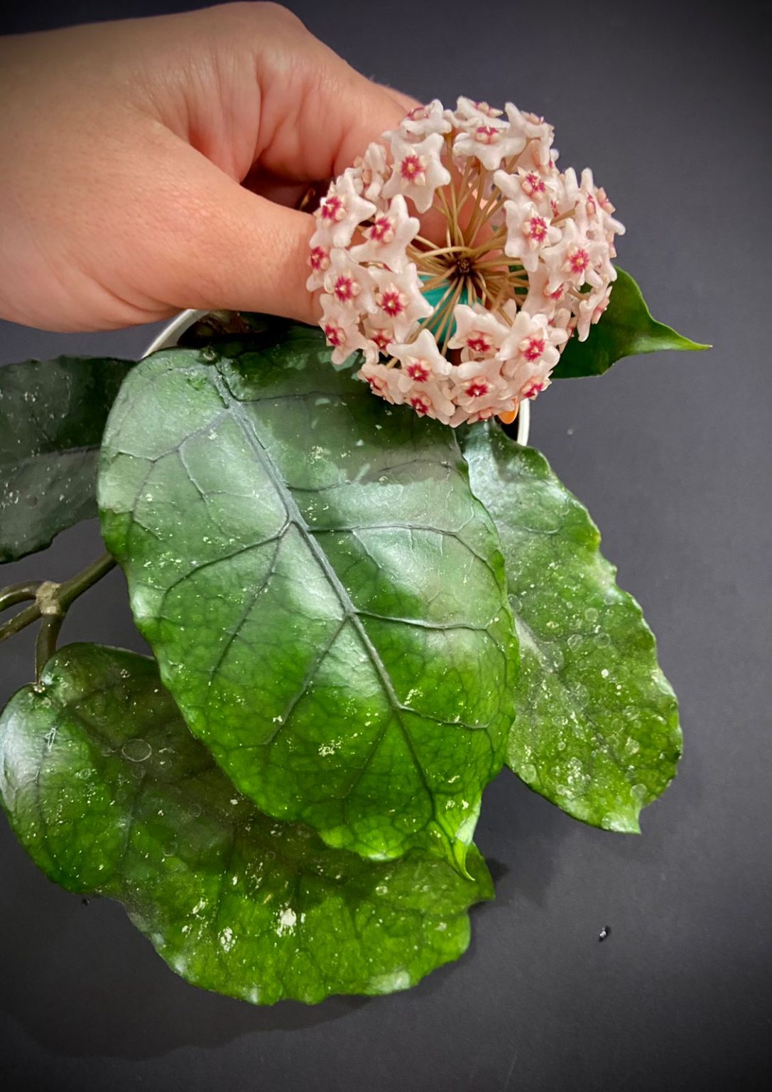 Hoya dasyantha from Vietnam (new Vietnam) - VIOLETVIOL PLANTS COLLECTION