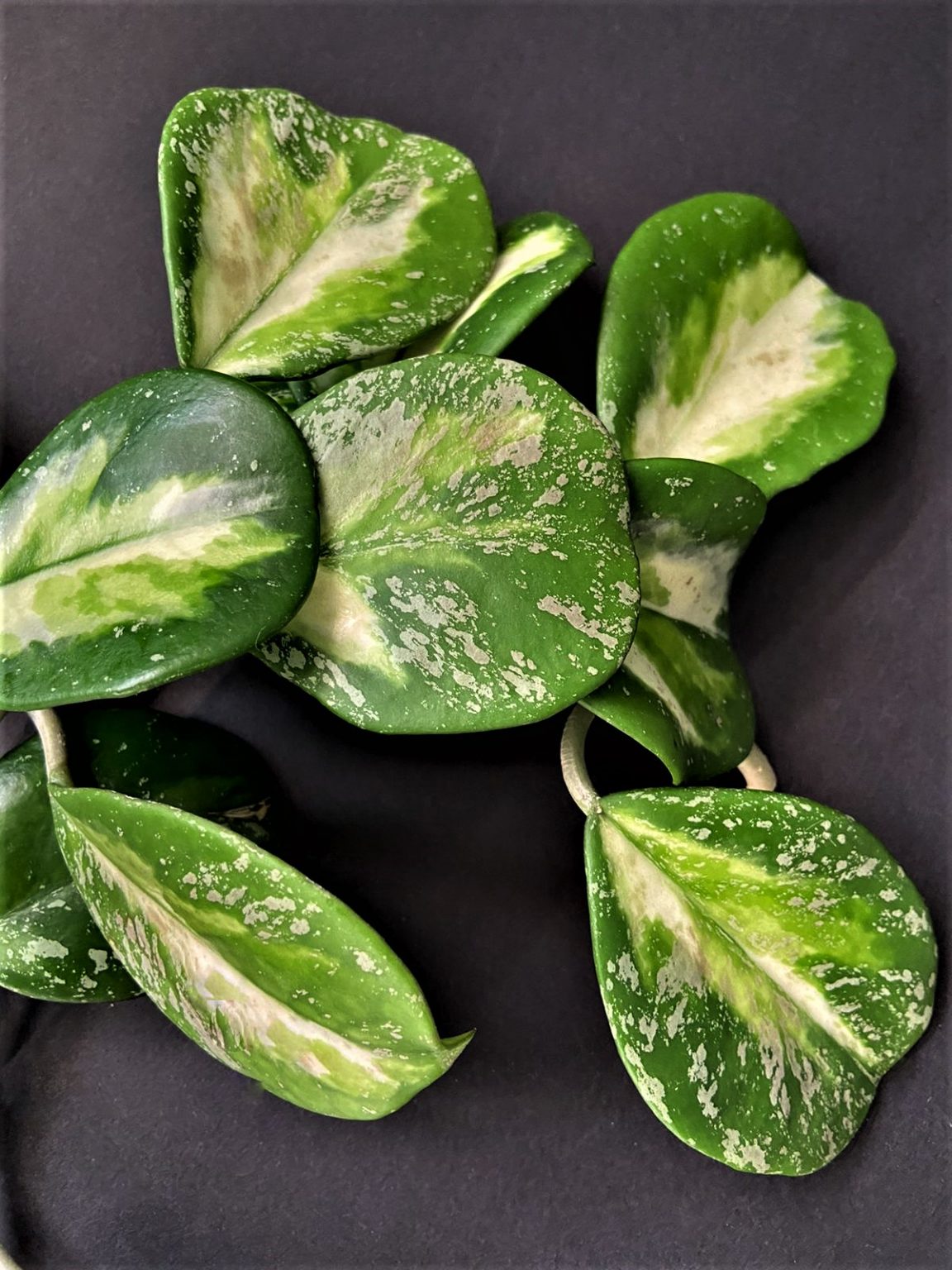 Hoya Obovata variegata splash - VIOLETVIOL PLANTS COLLECTION