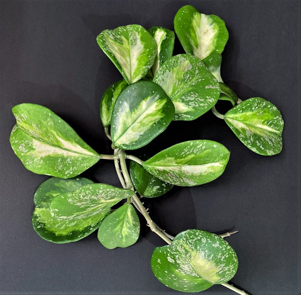 Hoya Obovata variegata splash - VIOLETVIOL PLANTS COLLECTION