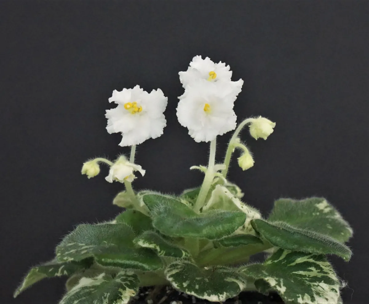 Ruffled Joy (H.Pittman) - VioletViol - Home Garden: 1850+ African ...
