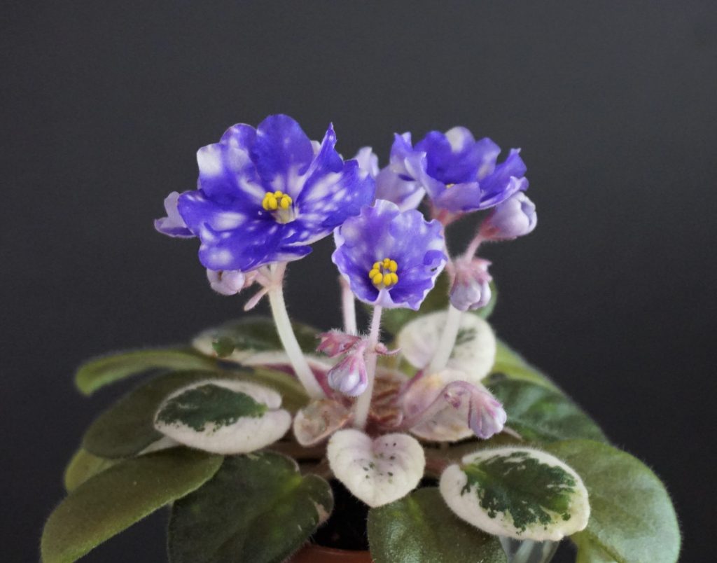 Hunter's Andromeda (K.Muzalewski) - VIOLETVIOL PLANTS COLLECTION