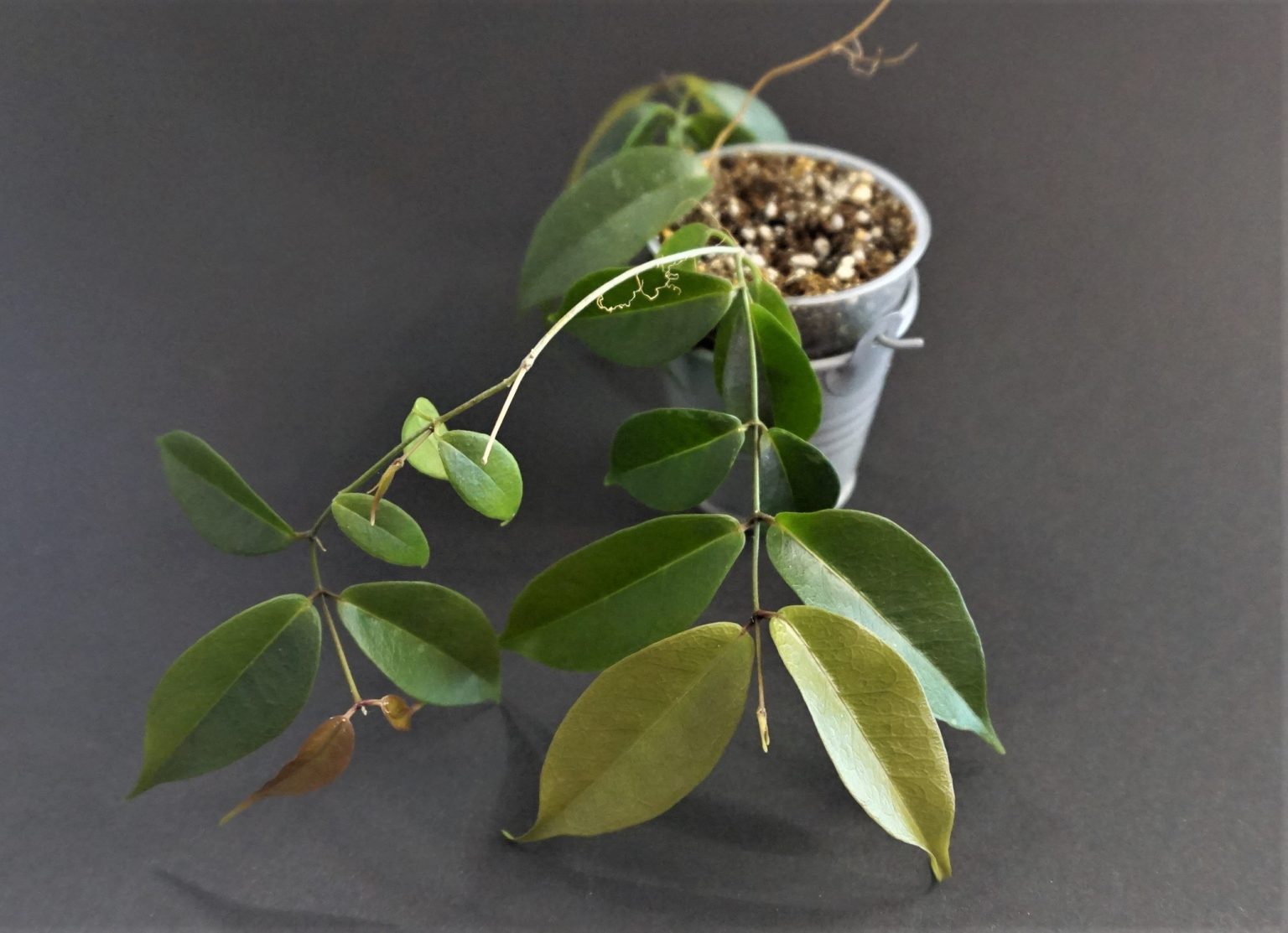 Hoya exilis - VIOLETVIOL PLANTS COLLECTION